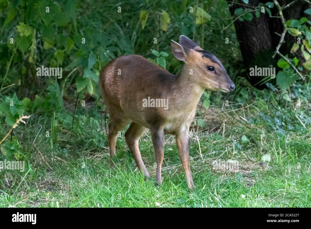 Chinese muntjac china hi-res stock photography and images - Alamy
