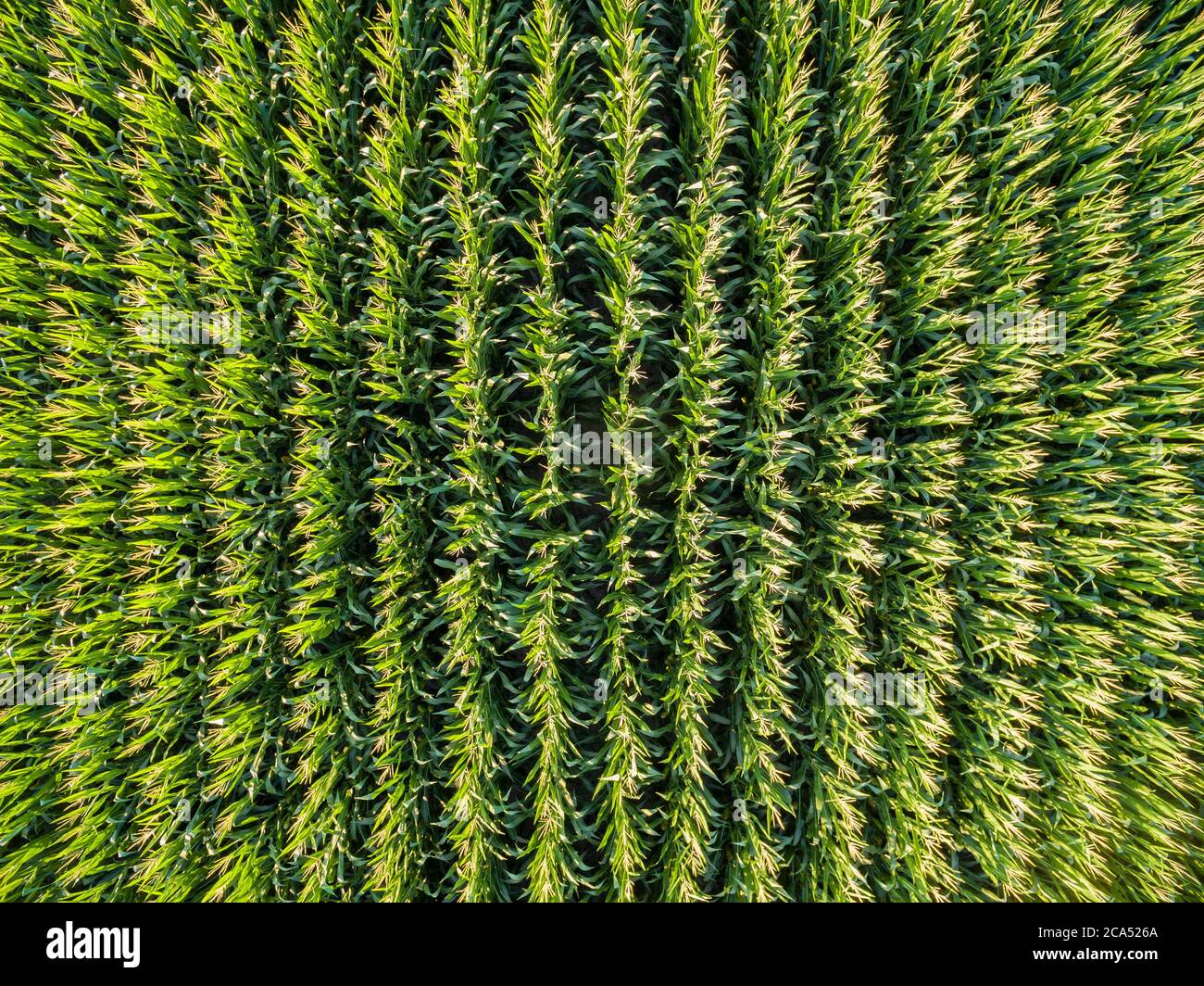 Illinois landscape corn hi-res stock photography and images - Alamy