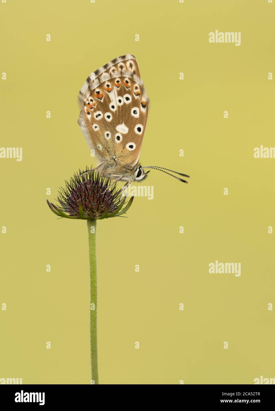 Female Chalkhill Blue Butterfly High Resolution Stock Photography and ...
