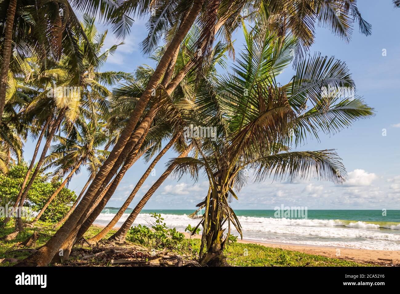 Ghana palm tree hi-res stock photography and images - Alamy