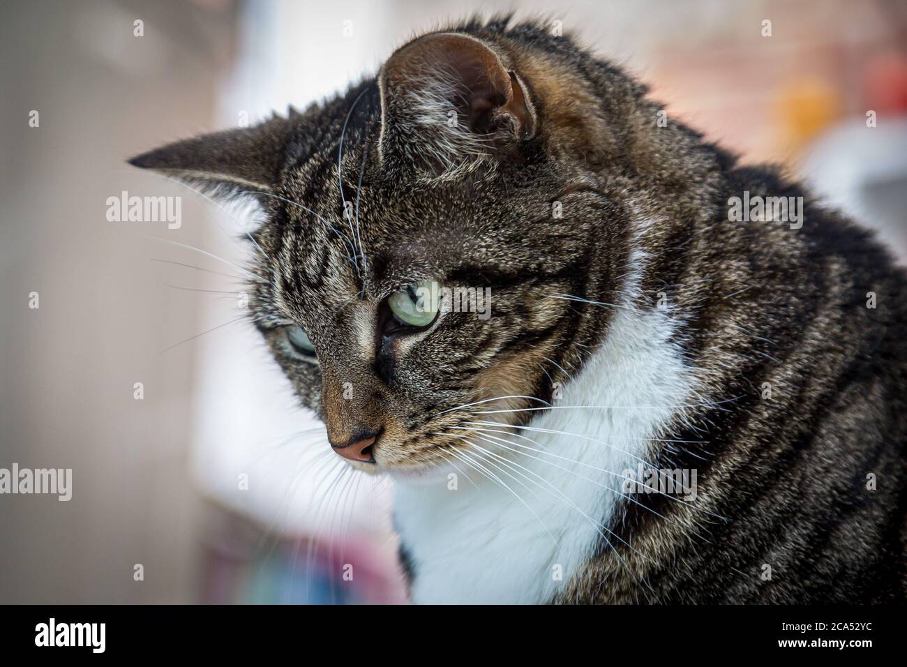 A tabby cat staring into the distance, with a shallow depth of field ...