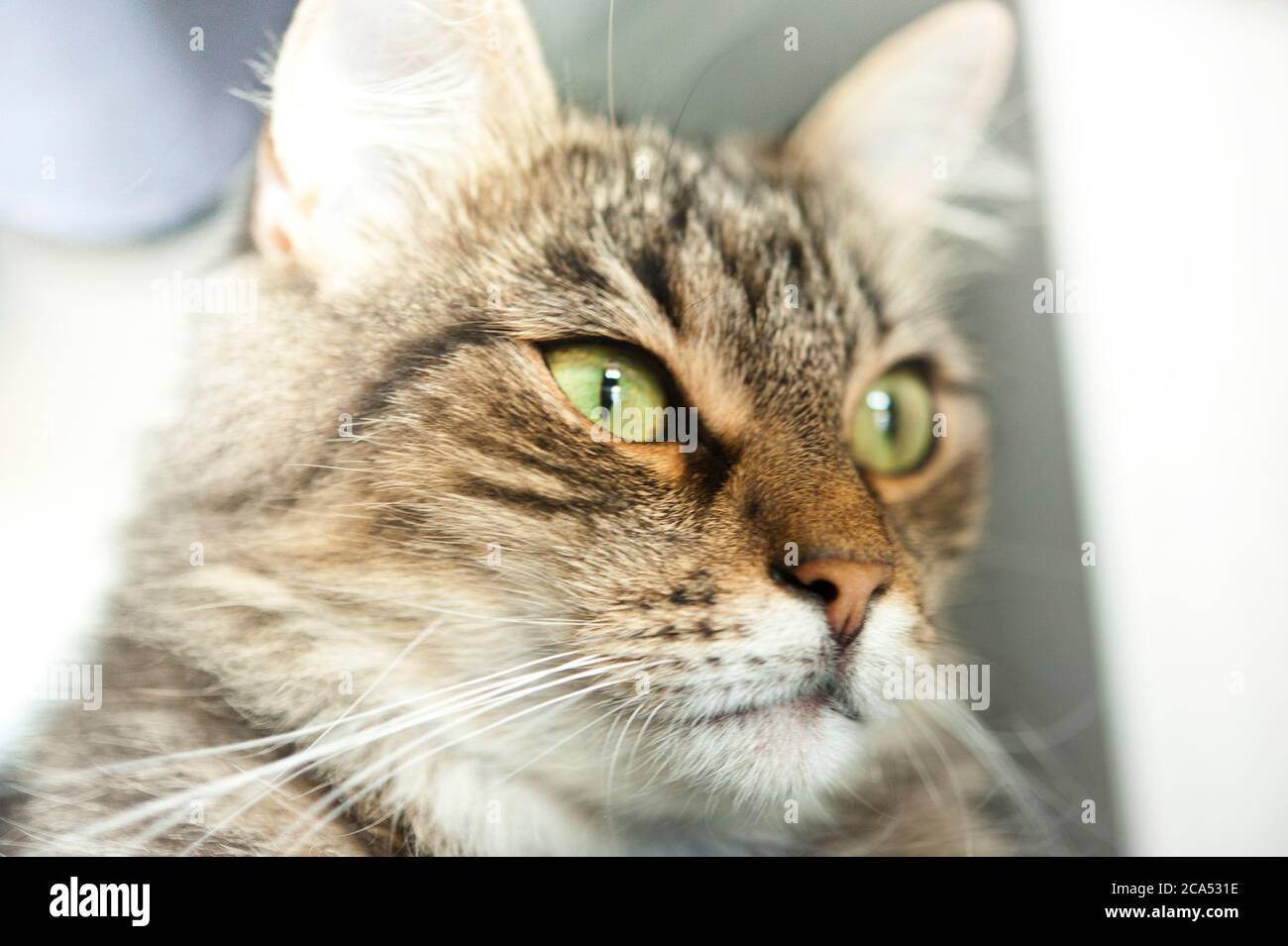 European shorthair cat portrait Stock Photo - Alamy