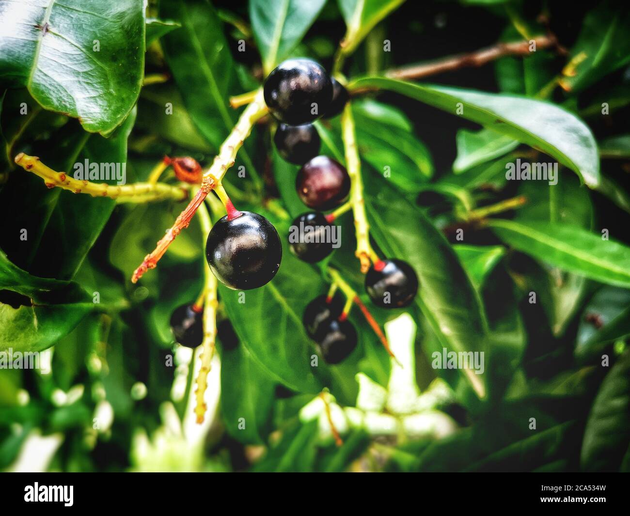 Black backdrop berry art hi-res stock photography and images - Alamy