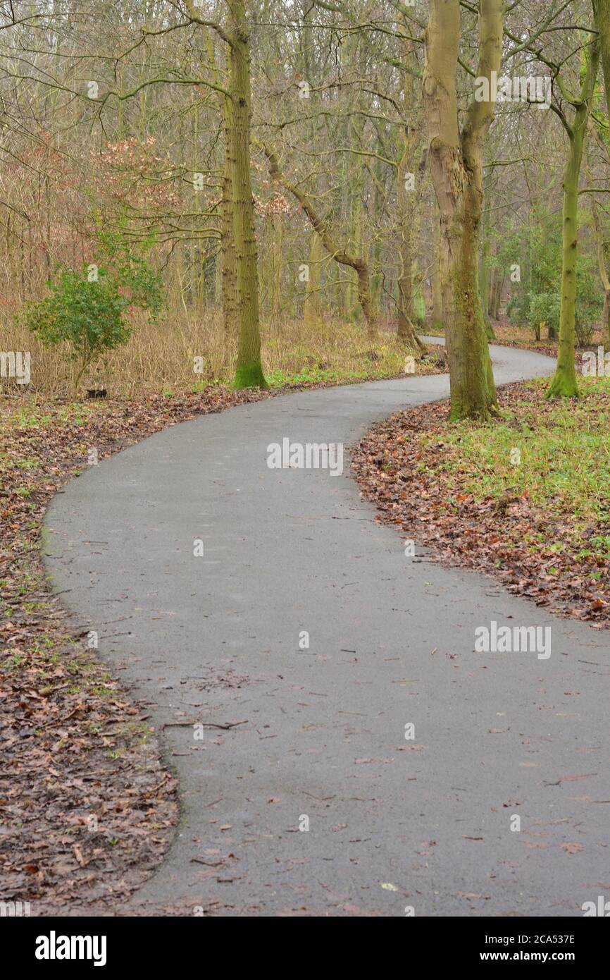 Asphalt path for pedestrians among trees, a line by the road on an ...