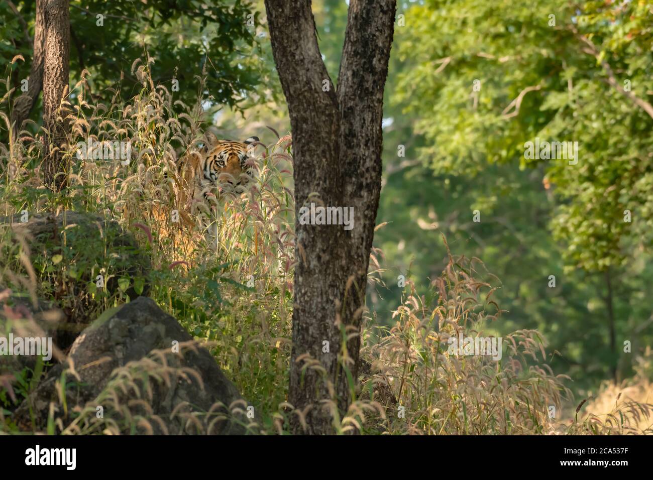 Tiger hiding and watching behind the clutters in Wild Stock Photo - Alamy
