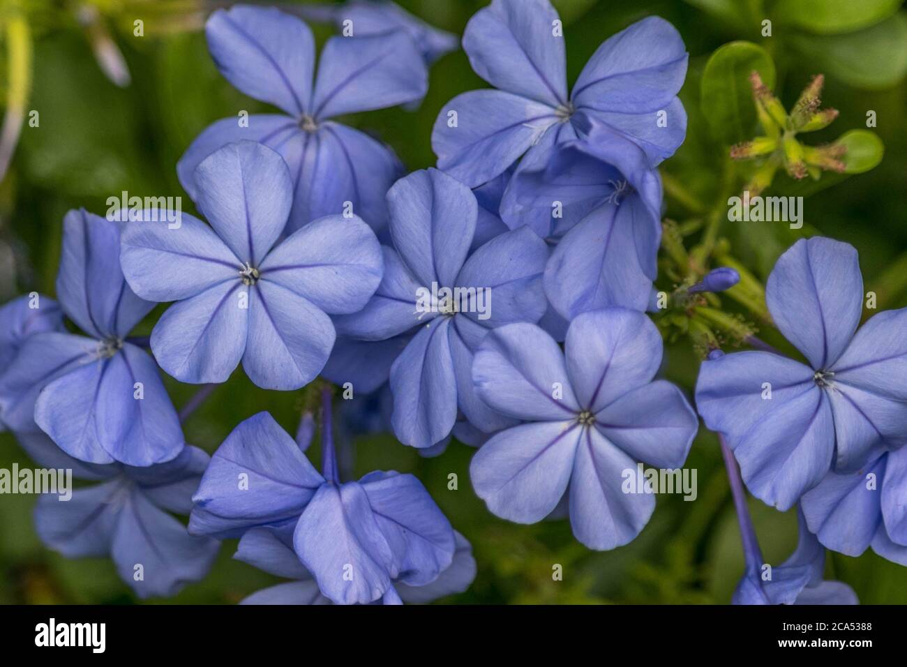 Leadwort family hi-res stock photography and images - Alamy