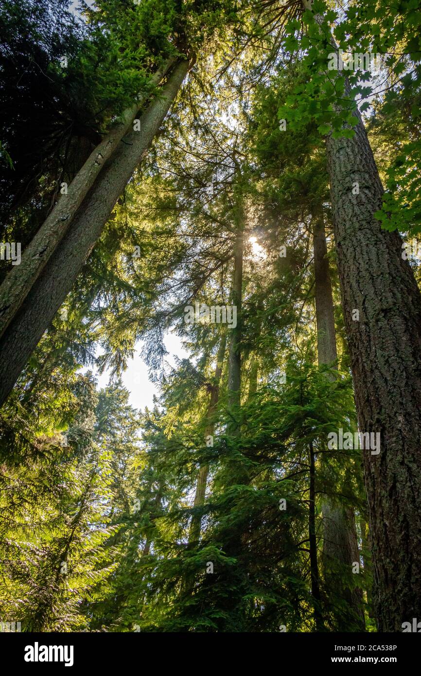 Light shining through the forest canopy of evergreen conifer trees in ...