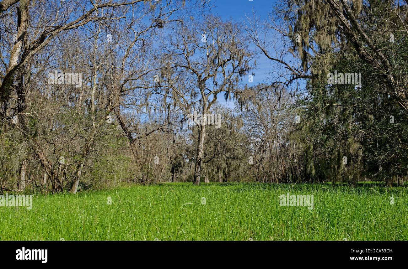 Spanish Moss Hanging Off The Branches Of Live Oak Trees In A Grass Meadow At Brazos Bend State
