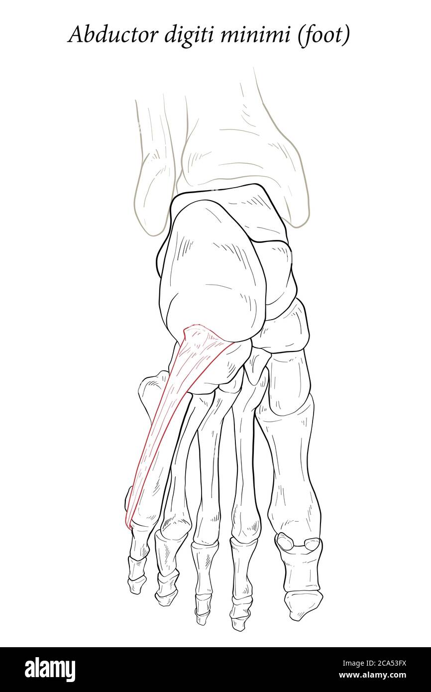 Abductor digiti minimi muscle of foot Stock Vector Image & Art - Alamy