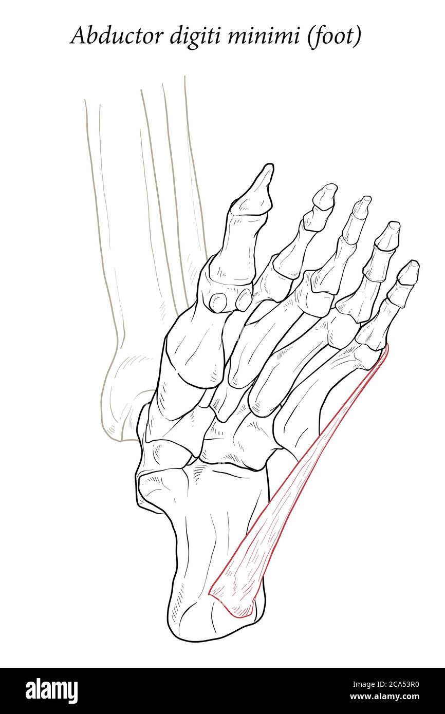 Abductor digiti minimi muscle of foot Stock Vector Image & Art - Alamy