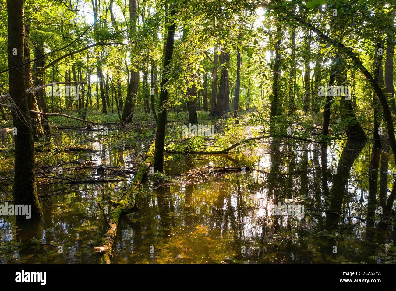 Flooded forest with water standing among trees and sun shining Stock ...