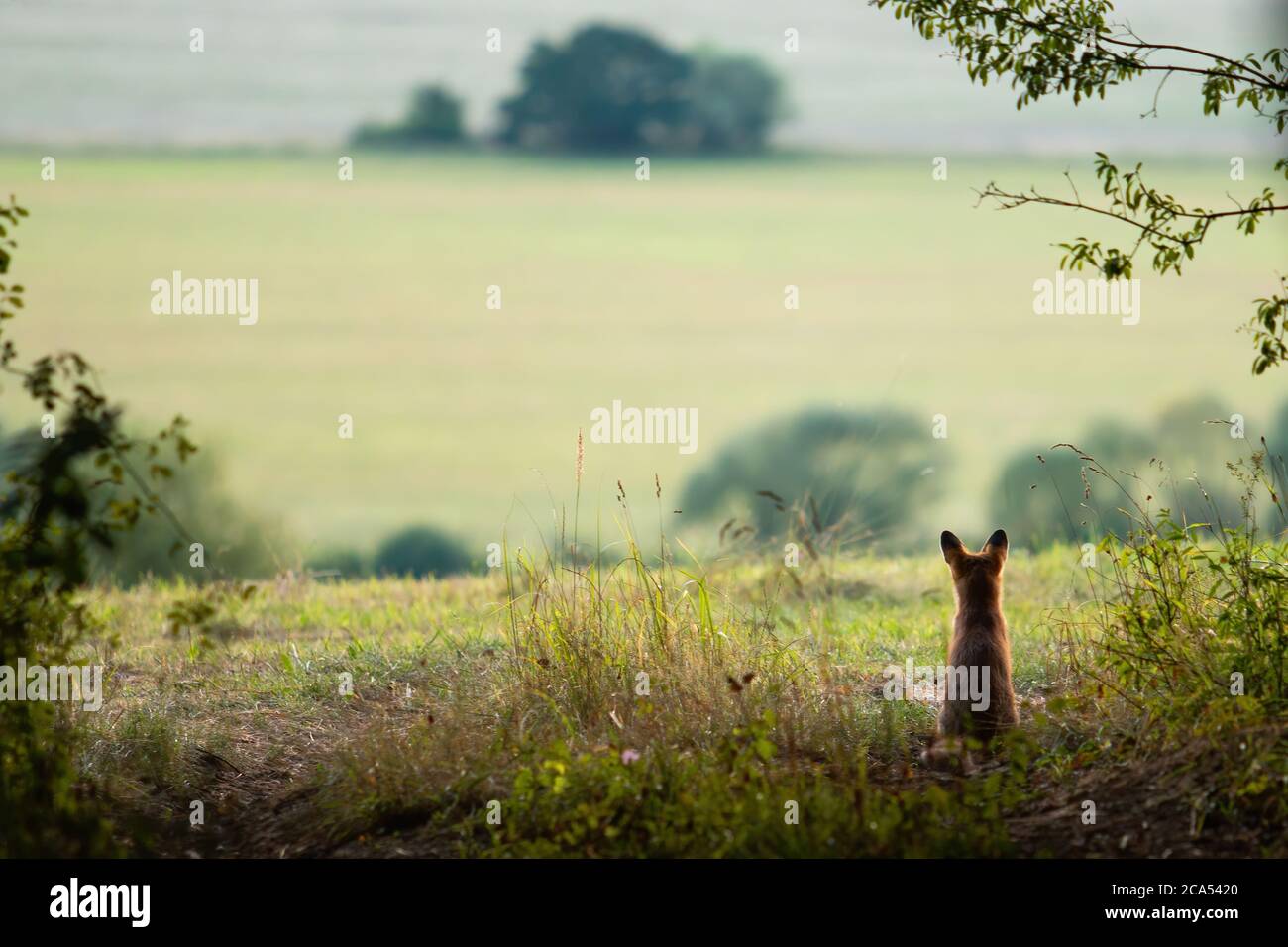 Back view of calm red fox sitting at the edge of meadow and looking ...