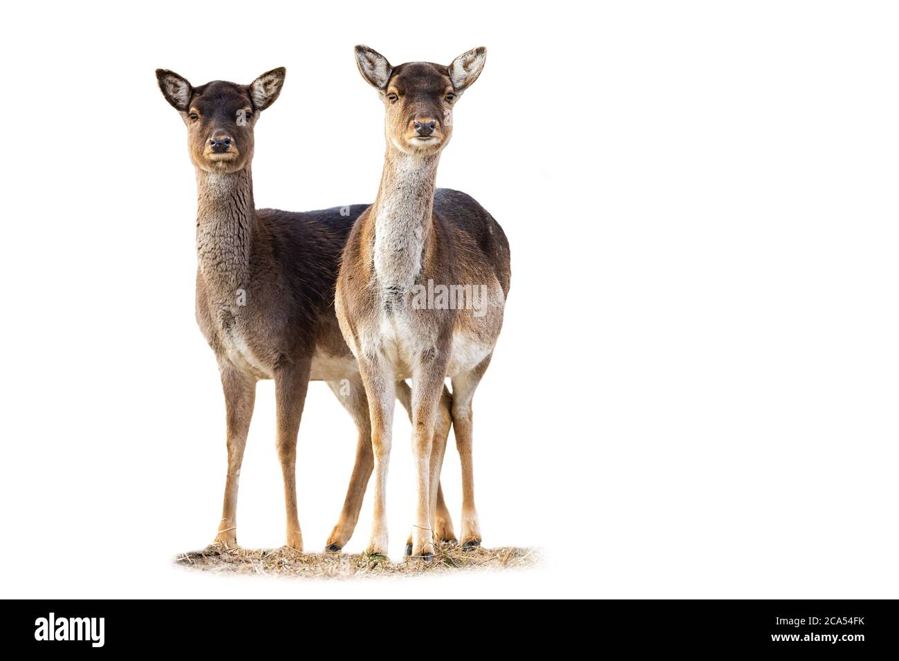 Two fallow deer does standing on grass isolated on white background ...