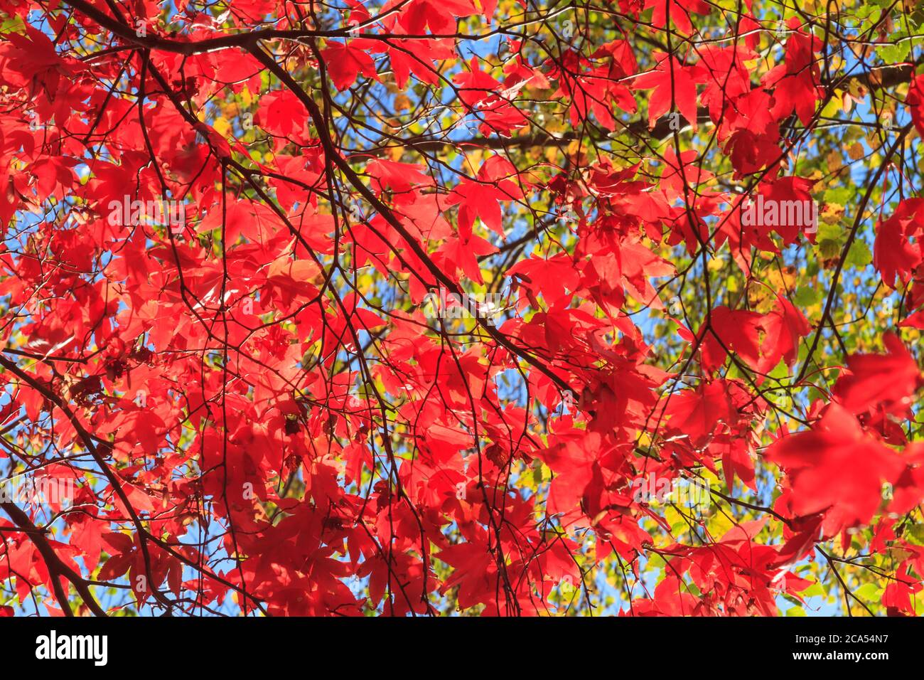 Colourful maple leave sin autumn Stock Photo - Alamy