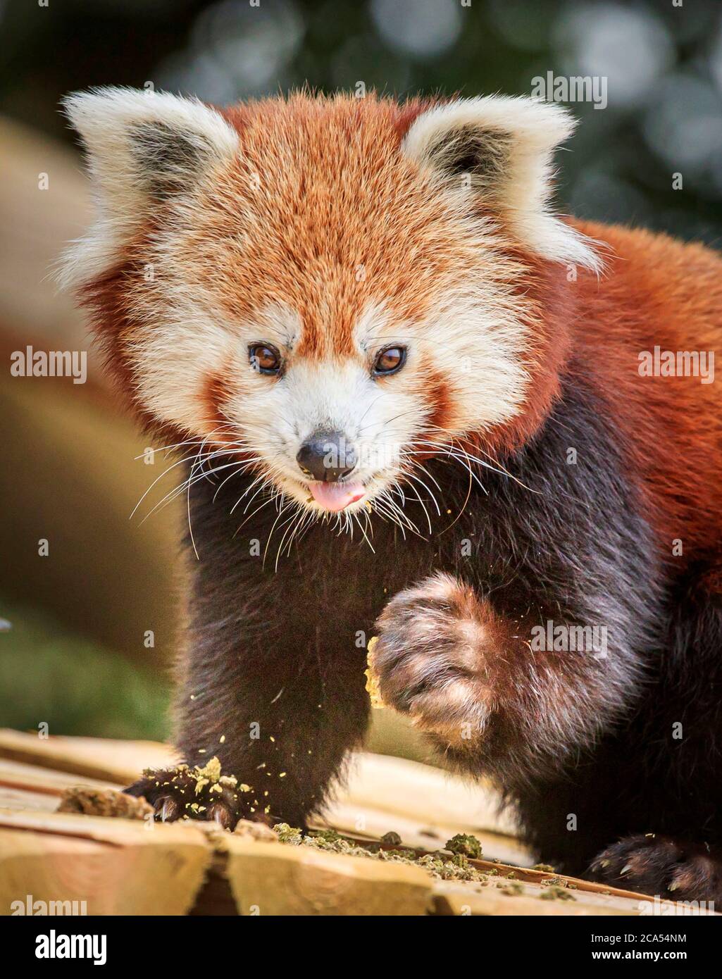 Panda park hi-res stock photography and images - Alamy