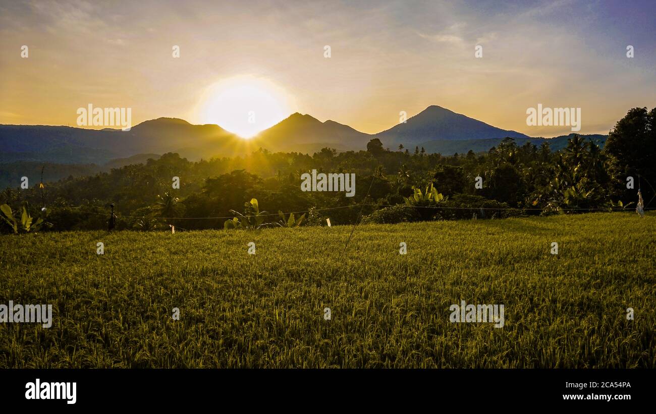 Beautiful view of rice fields at sunrise Stock Photo - Alamy