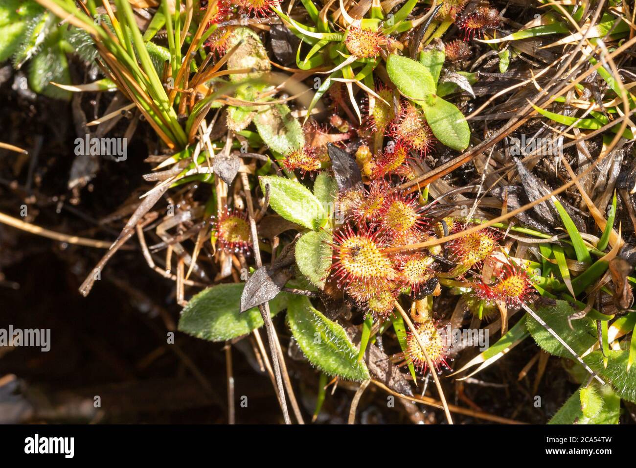 Drosera collinsiae close to Harrismith, Freestate, South Africa Stock ...