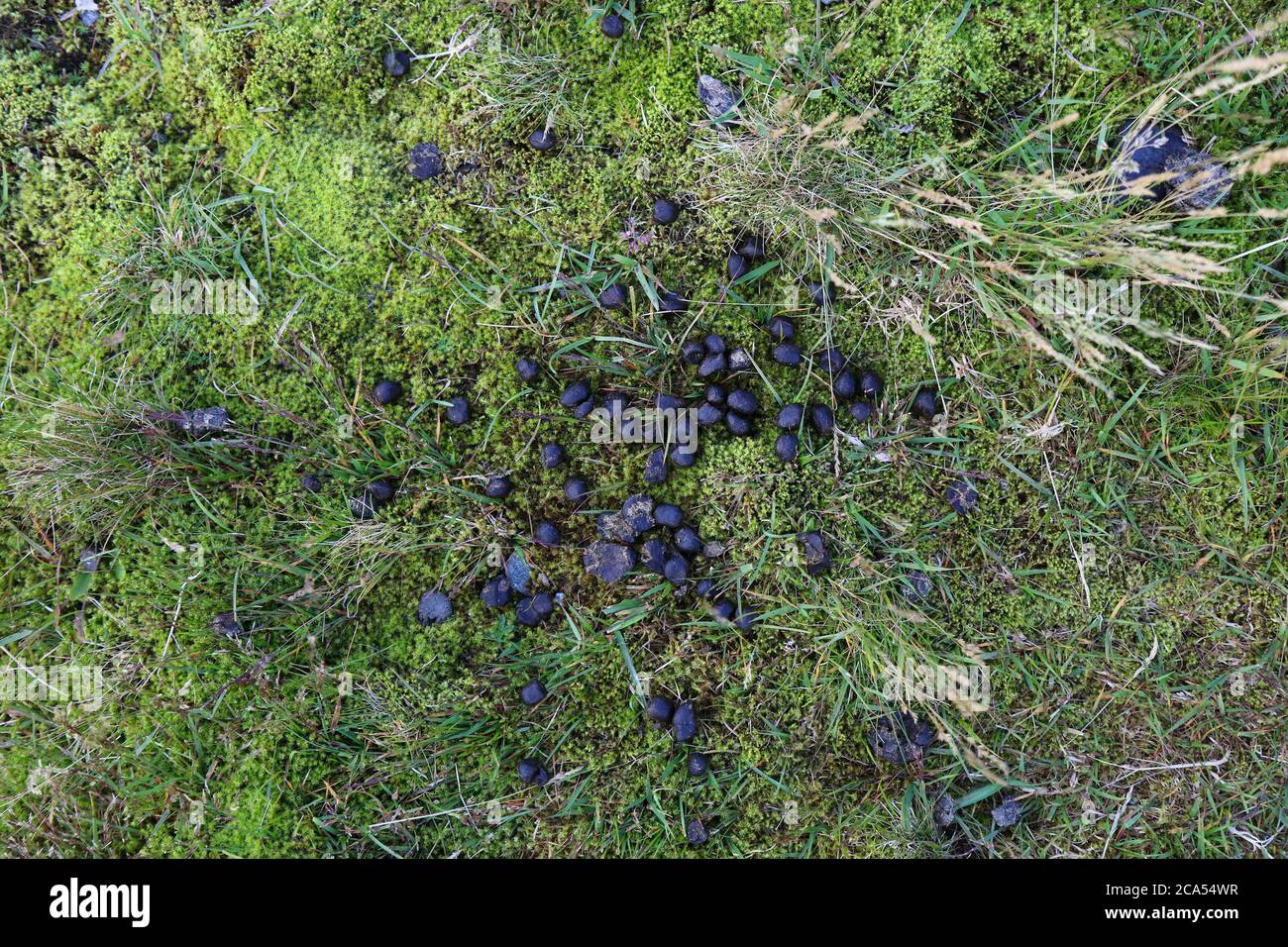 Sheep manure - livestock droppings in the grass. Norway agriculture ...