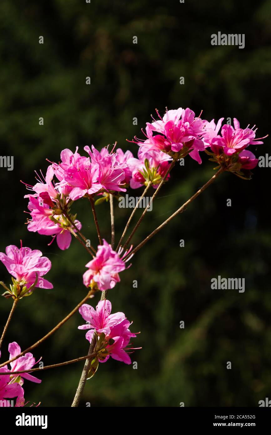 Pink azalea flowers Stock Photo - Alamy