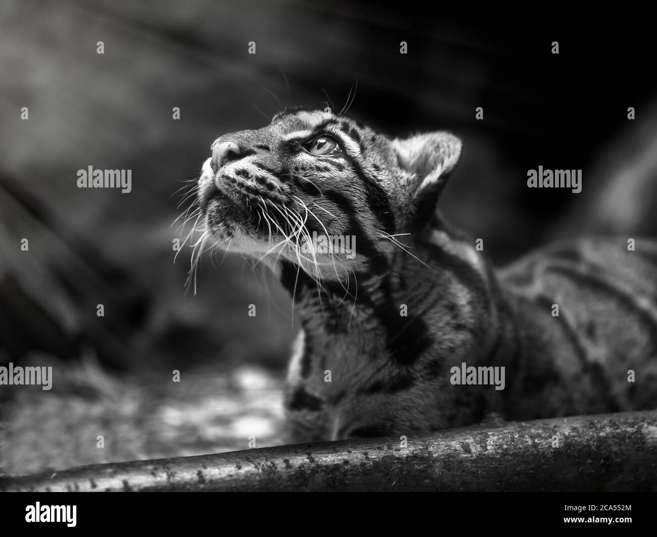 Clouded leopard cat hi-res stock photography and images - Alamy
