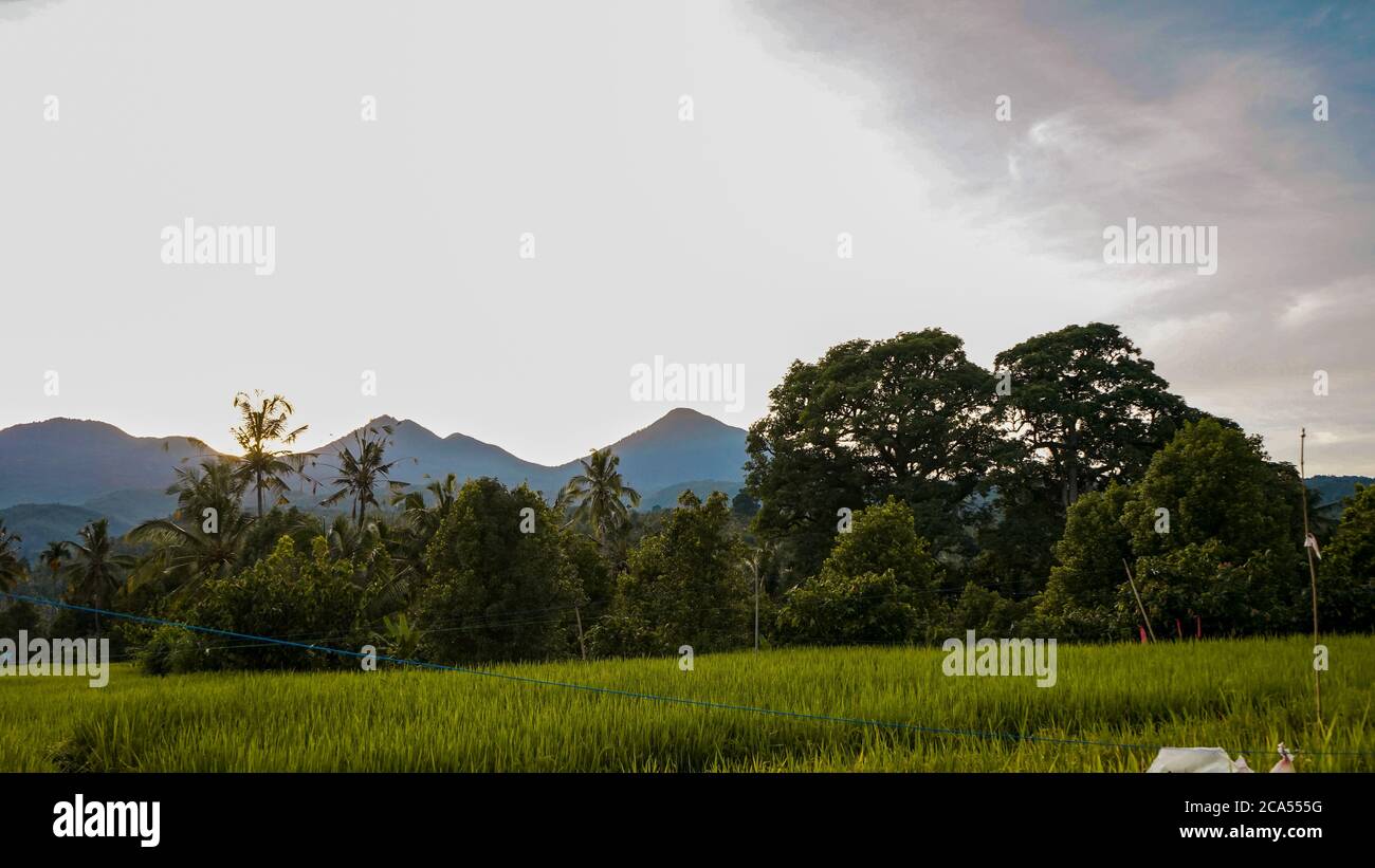 Beautiful natural scenery in the tropical countryside at sunrise Stock ...