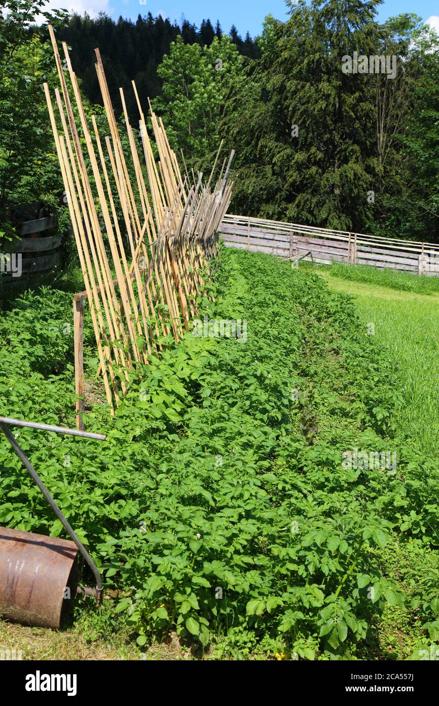 Organic vegetable farm near hi-res stock photography and images - Alamy