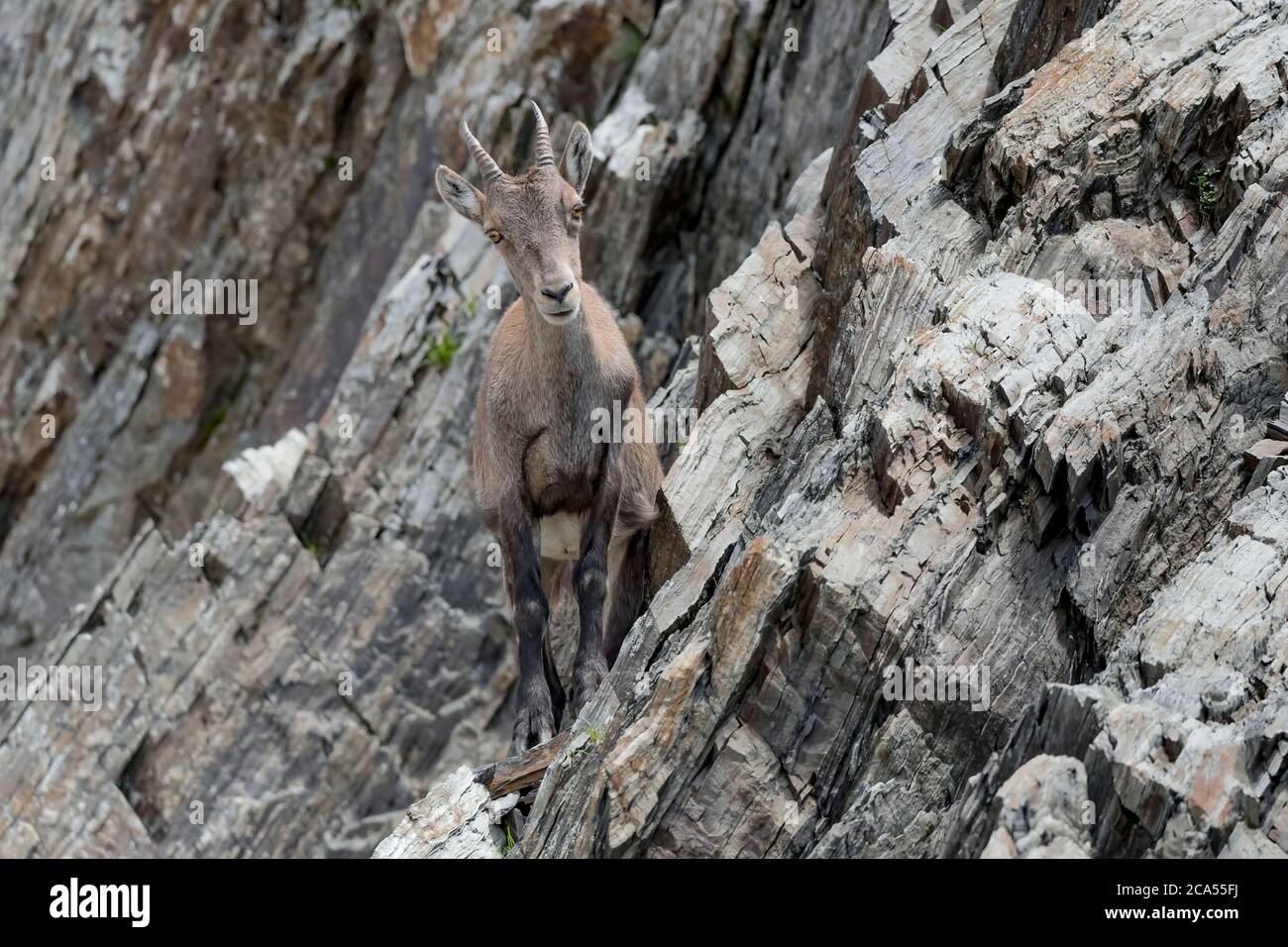 Cute female ibex hi-res stock photography and images - Alamy