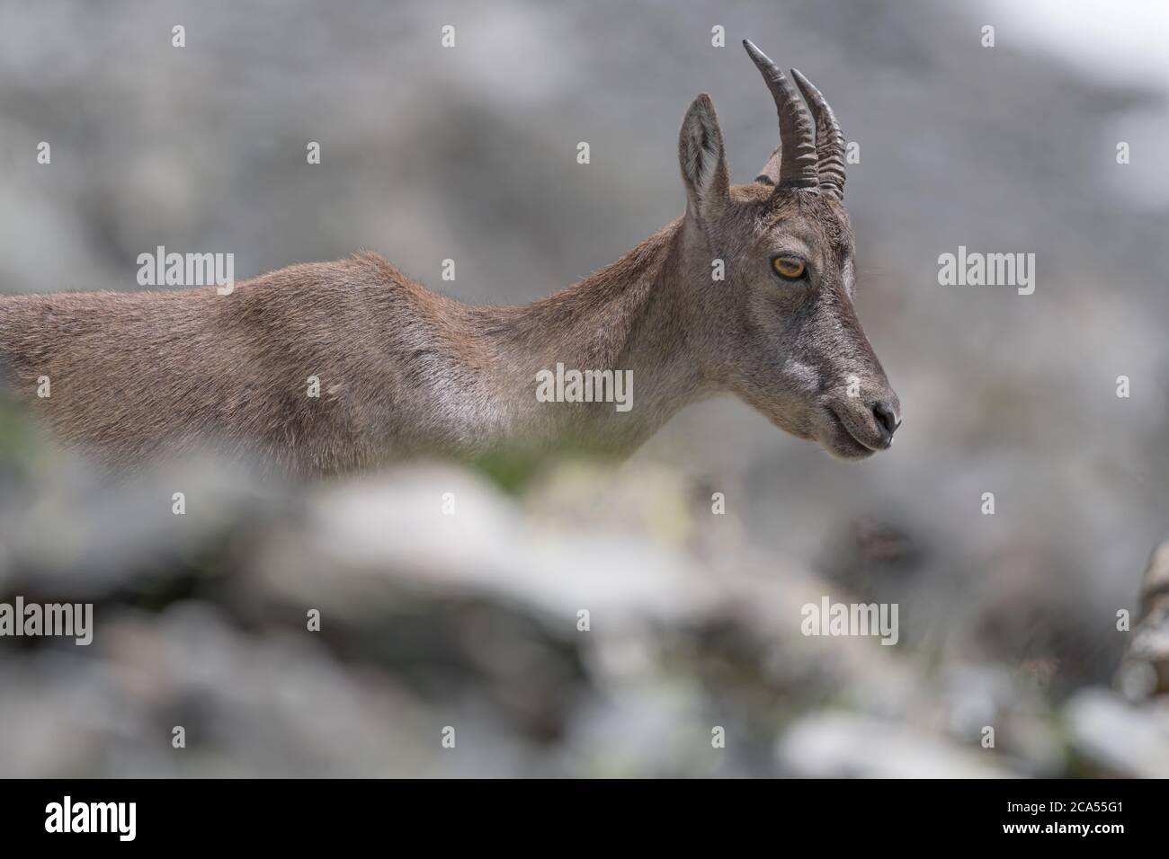 All the beauty of Alpine ibex female in summer season (Capra ibex Stock ...