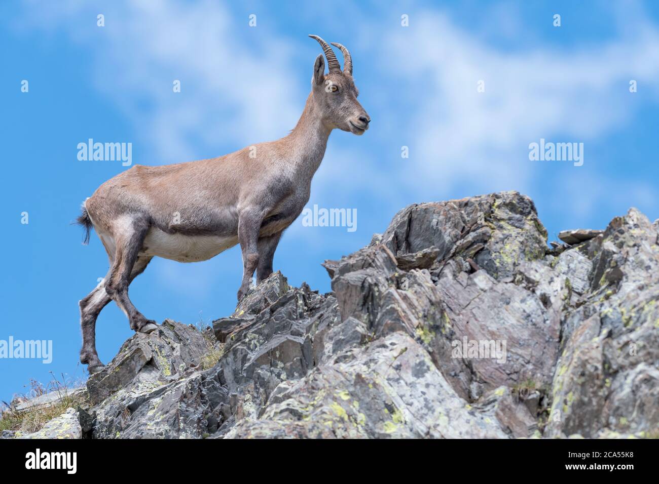 All the elegance of Alpine ibex female with sky on background (Capra ...