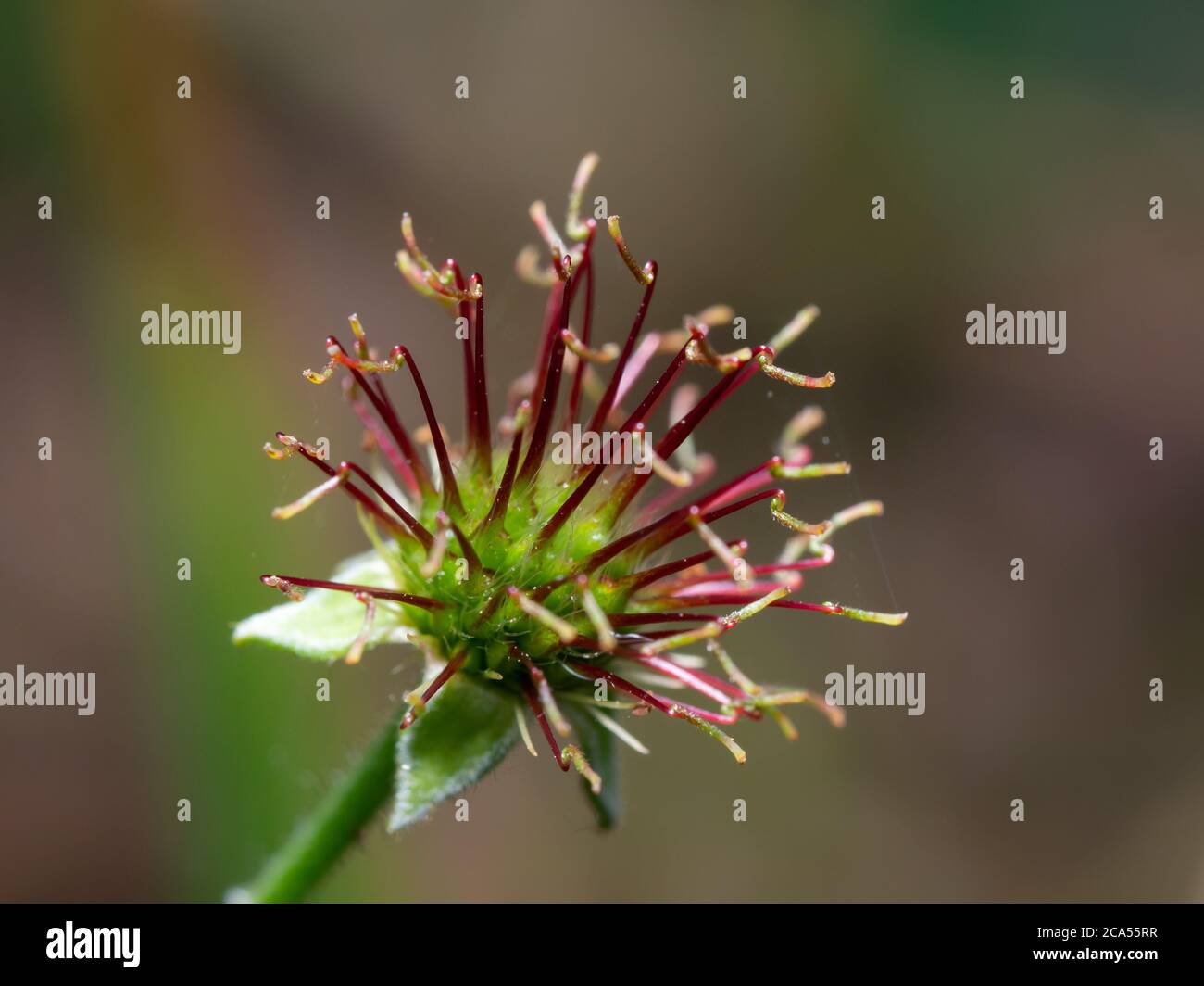 Common colewort hi-res stock photography and images - Alamy