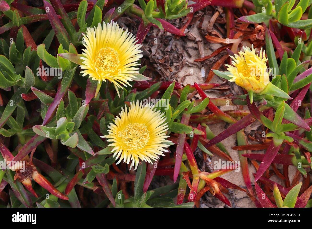 Invasive plant species hi-res stock photography and images - Alamy