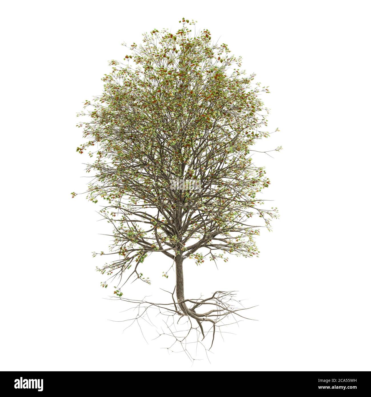 tree with lots of green leaves and exposed roots - isolated on a white ...