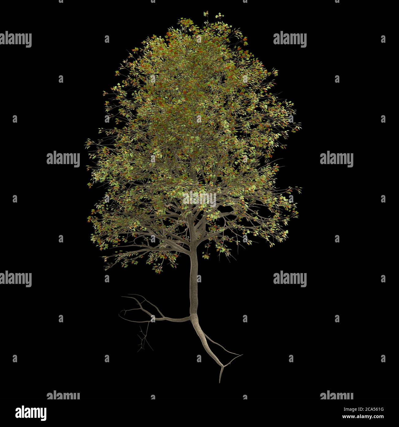 happy tree with lots of leaves and exposed roots lit by warm sunlight ...