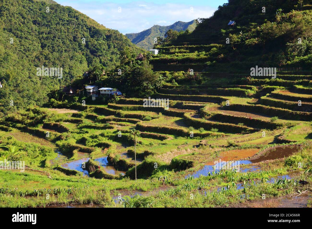 Rice terraces in Philippines. Rice paddies valley of Batad Stock Photo ...
