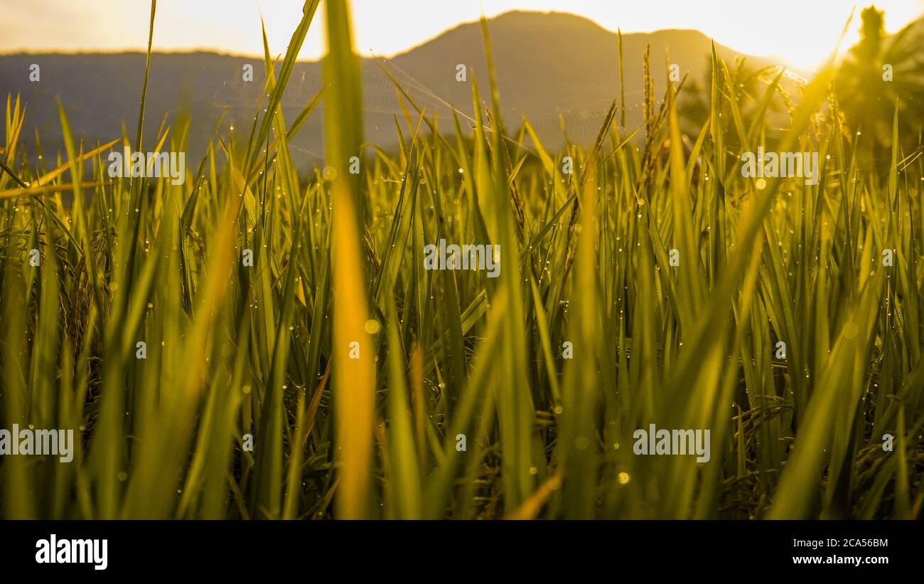 Rice field dew sunset hi-res stock photography and images - Alamy