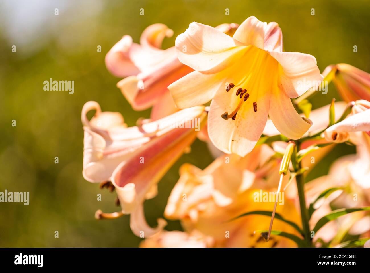 Bunch of lily hi-res stock photography and images - Alamy