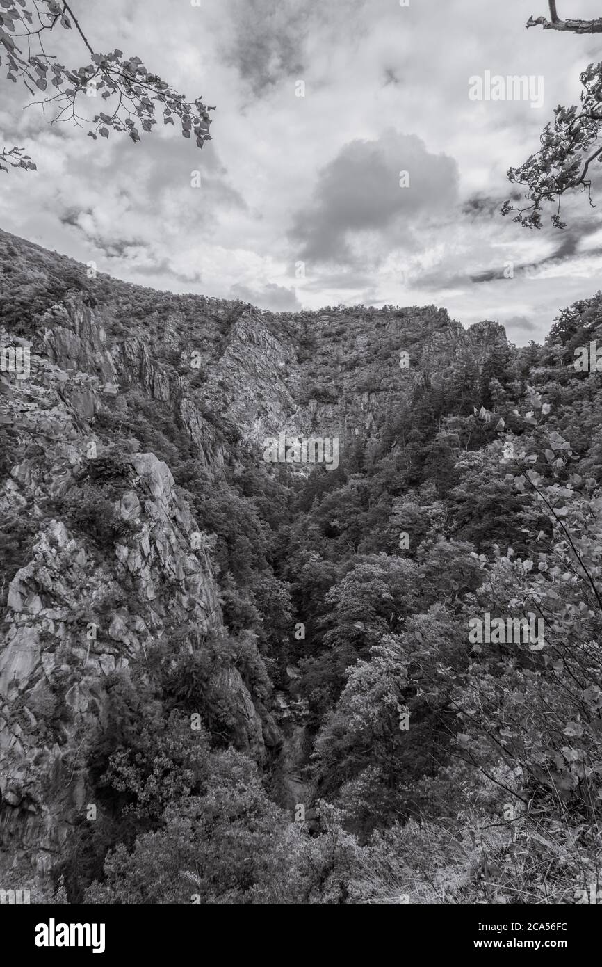 forest resin Germany summer tree holidays hiking Stock Photo - Alamy