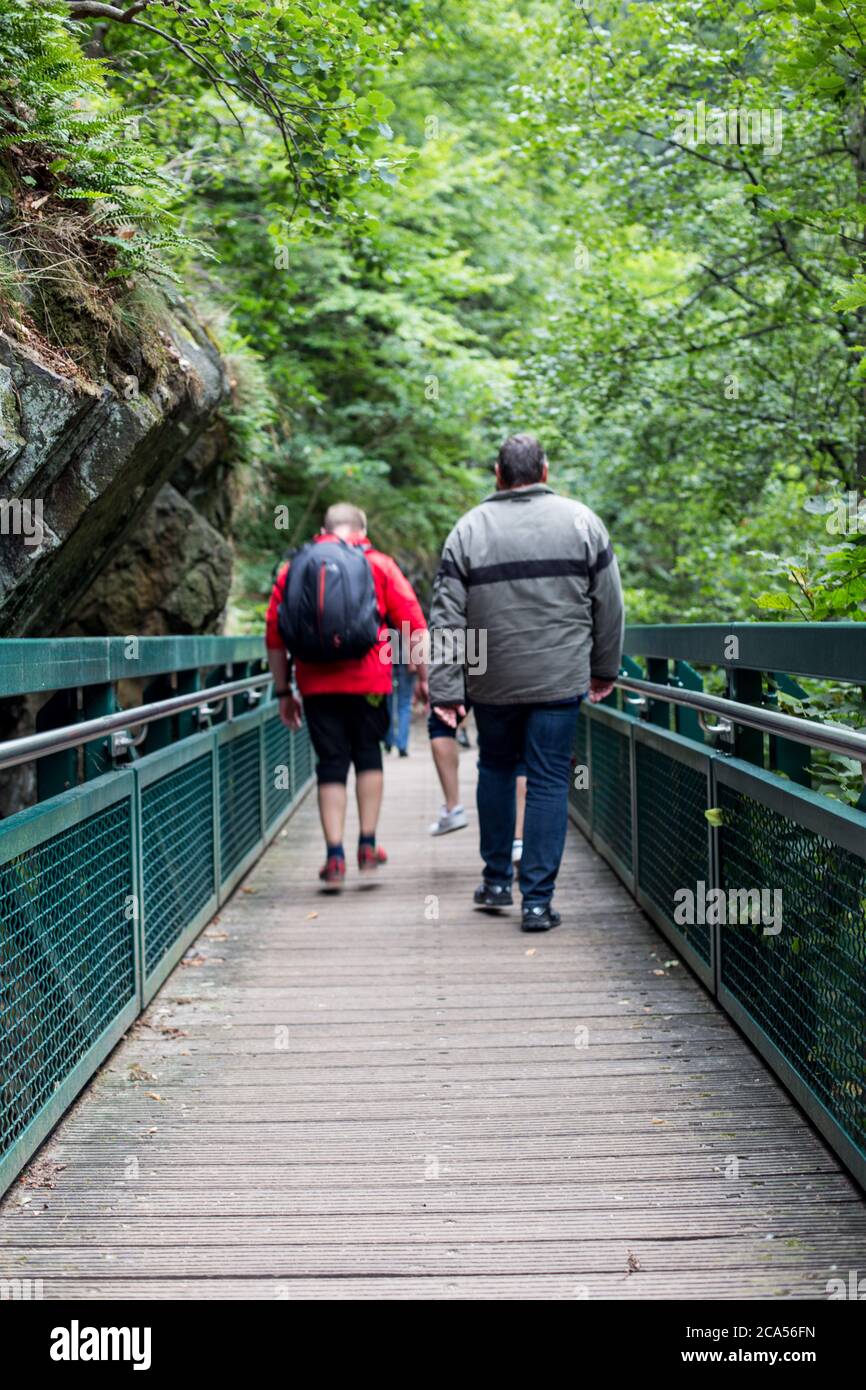 forest resin Germany summer tree holidays hiking Stock Photo - Alamy