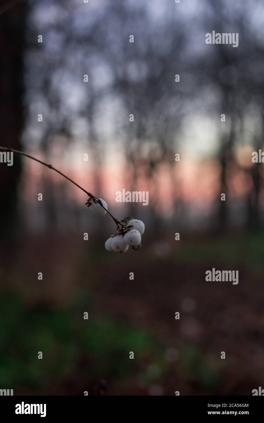 plant black wall sunset summer tree Stock Photo - Alamy
