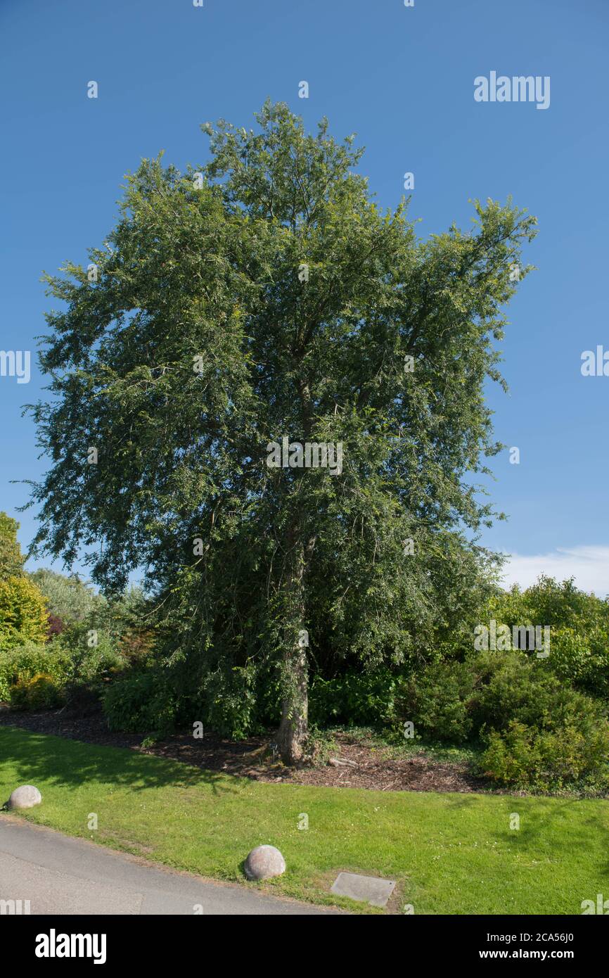 Nothofagus dombeyi hi-res stock photography and images - Alamy