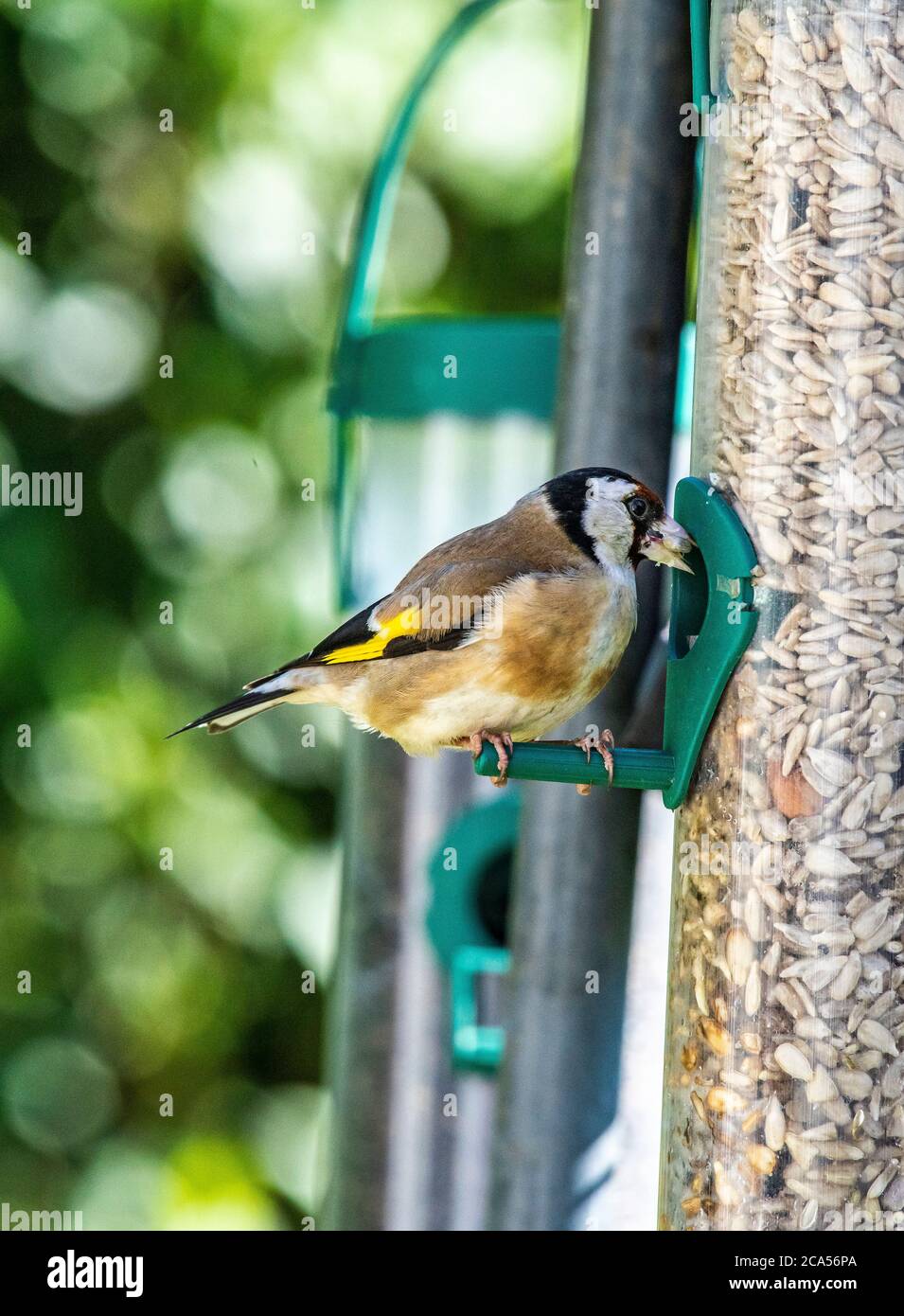 Goldfinch red face hi-res stock photography and images - Alamy