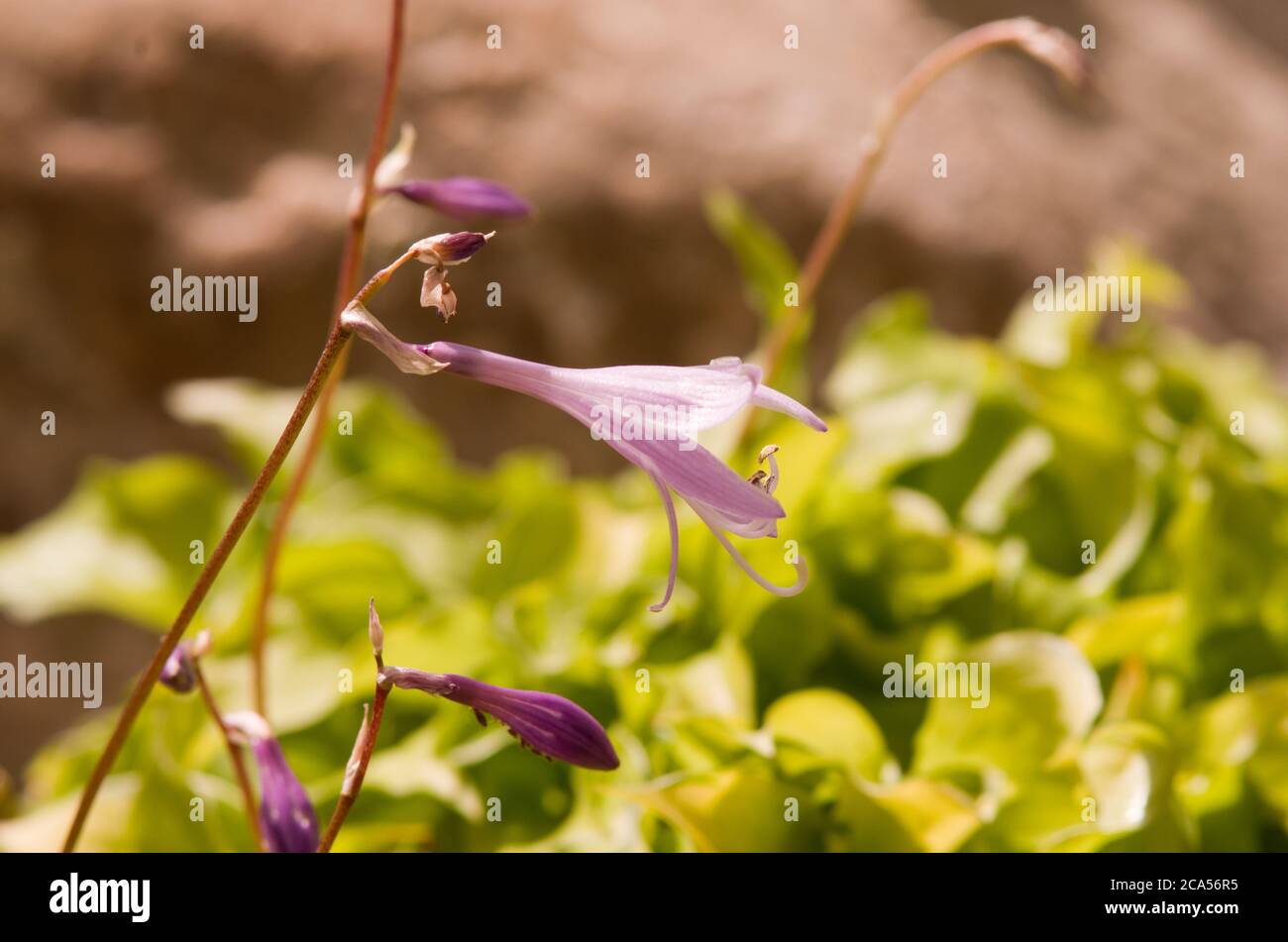 Hosta 'Cracker Crumbs' Stock Photo - Alamy