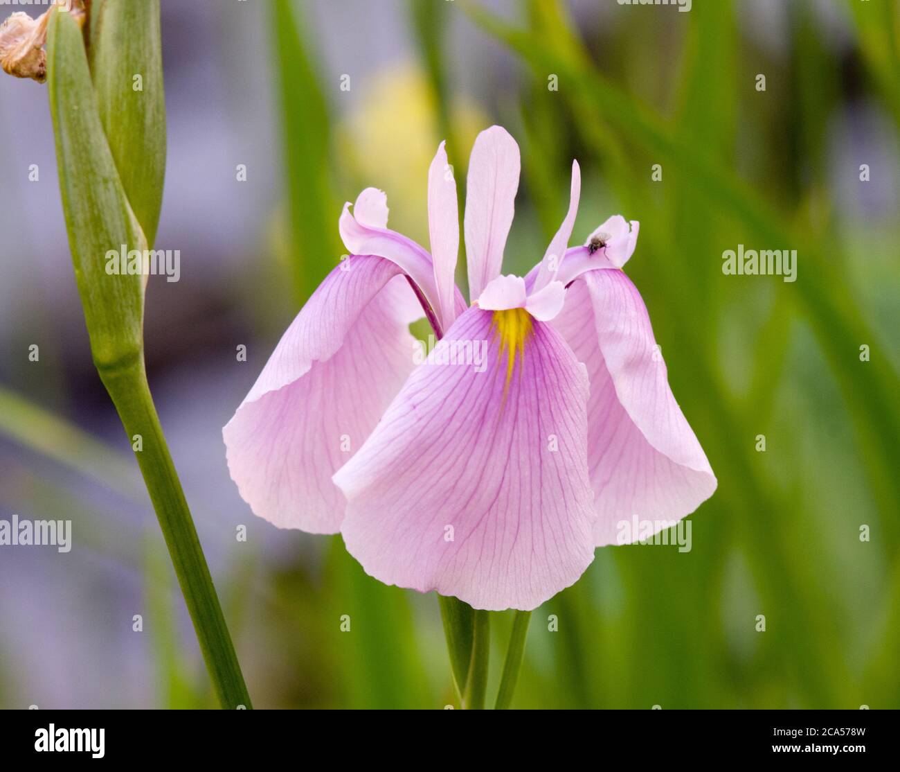 Iris ensata 'Rose Queen' Stock Photo - Alamy