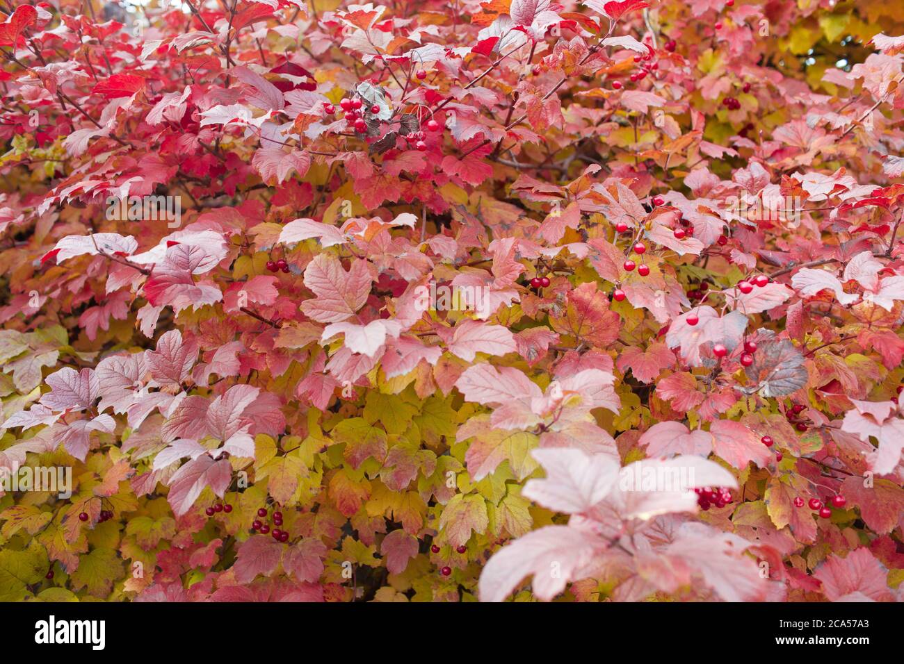 Backdrop of vibrant flora hi-res stock photography and images - Alamy
