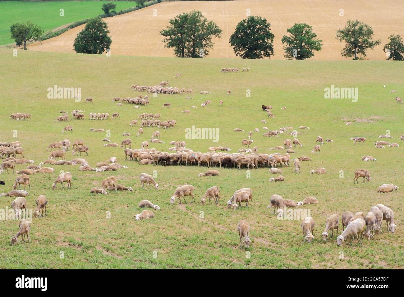 France, Aveyron, Flavin, Lacaune sheep whose milk is used for the ...