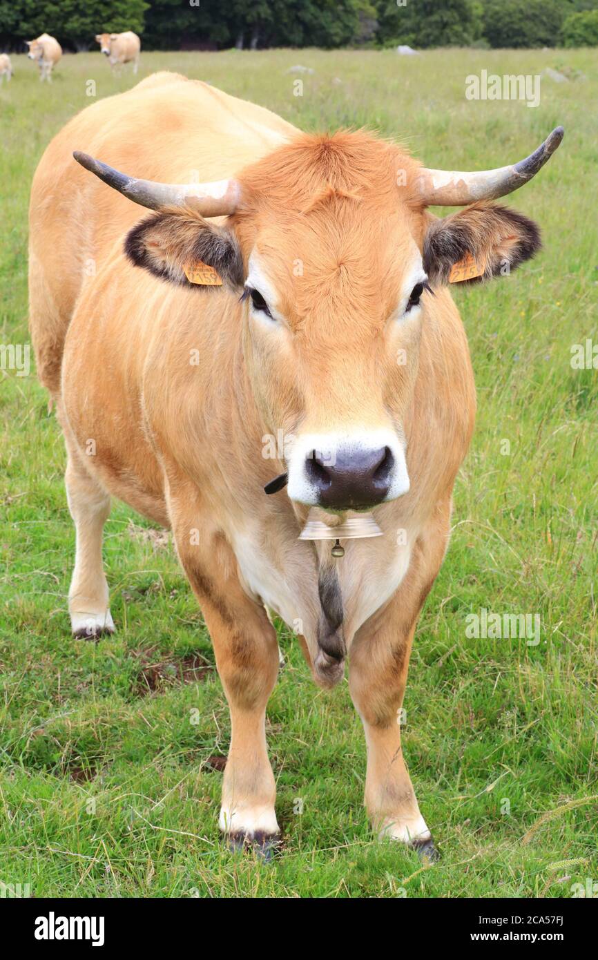 France, Aveyron, Laguiole, Aubrac plateau, cow of the Aubrac bovine ...