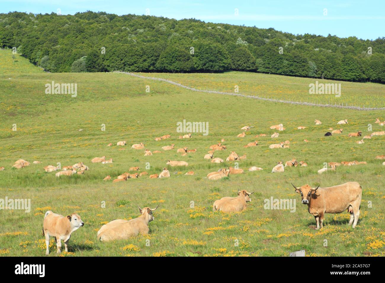 France, Aveyron, Aubrac plateau, Saint Ch?ly d'Aubrac, high volcanic ...