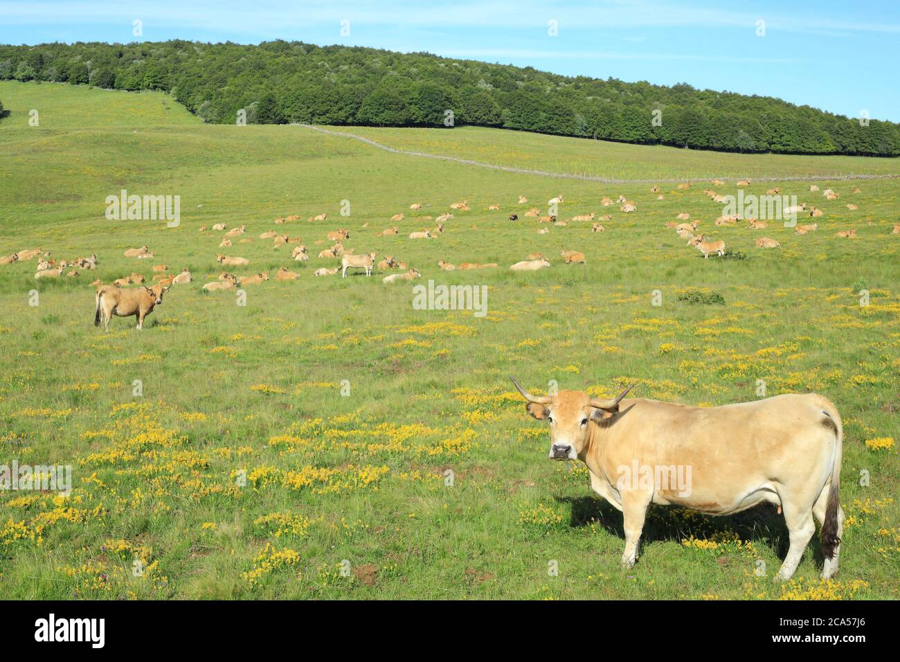 France, Aveyron, Aubrac plateau, Saint Ch?ly d'Aubrac, high volcanic ...
