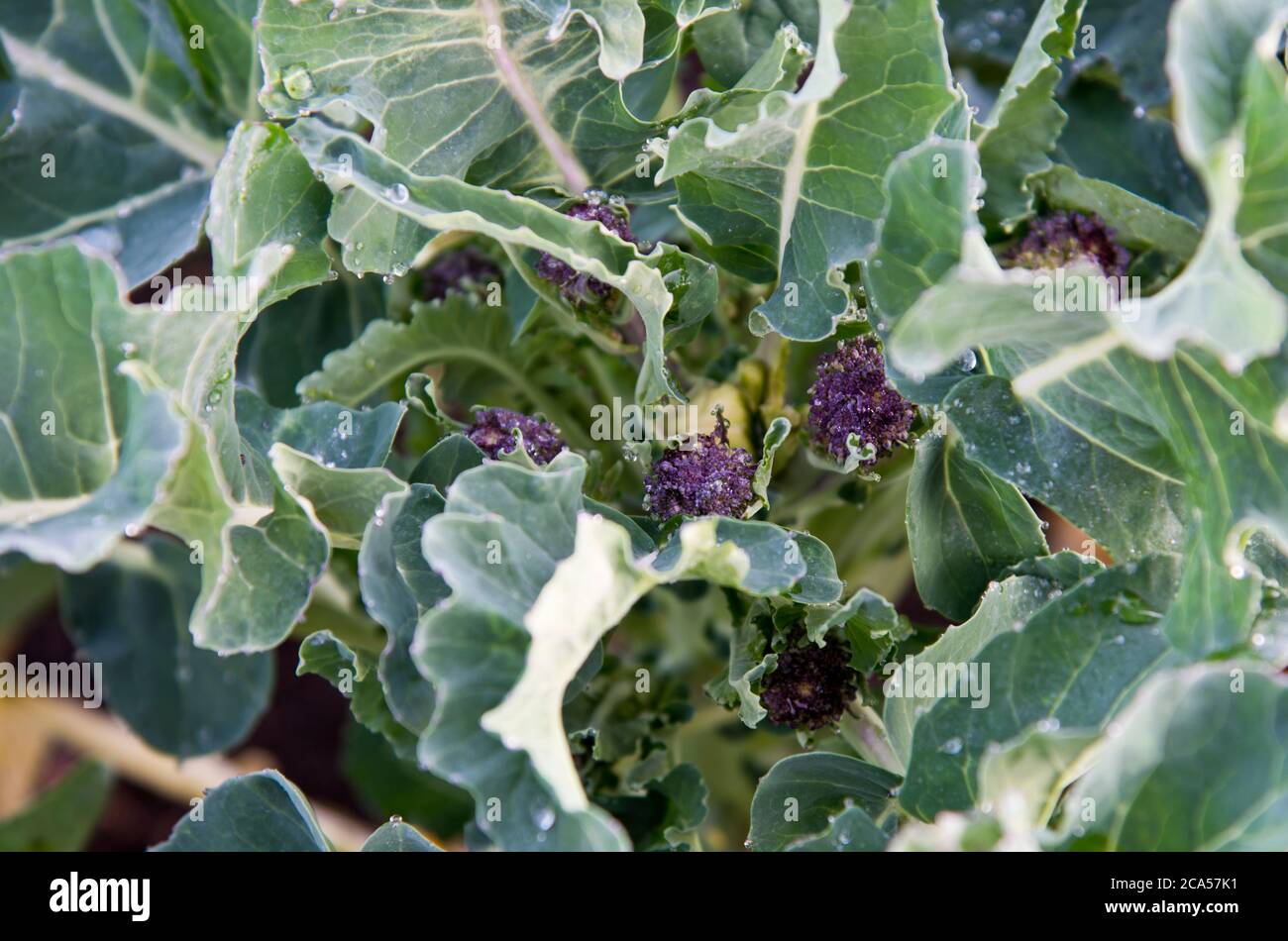 Purple sprouting allotment hi-res stock photography and images - Alamy