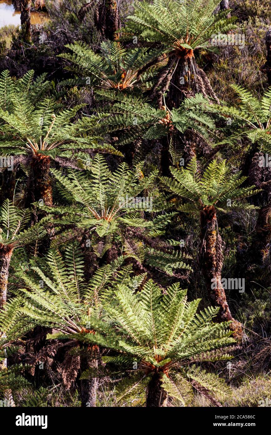 Subalpine plateau hi-res stock photography and images - Alamy